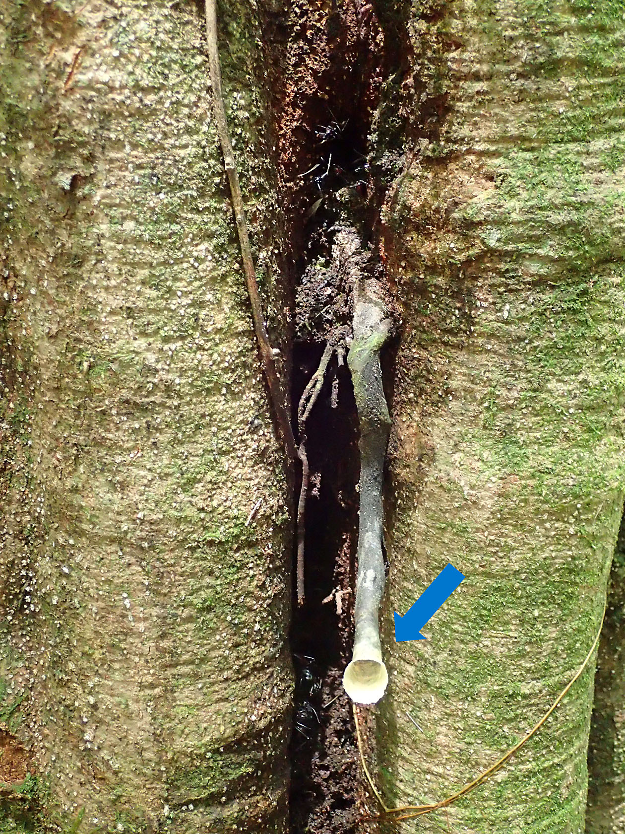 Ant species of Sumatra Island, Indonesia – Myrmecological News Blog