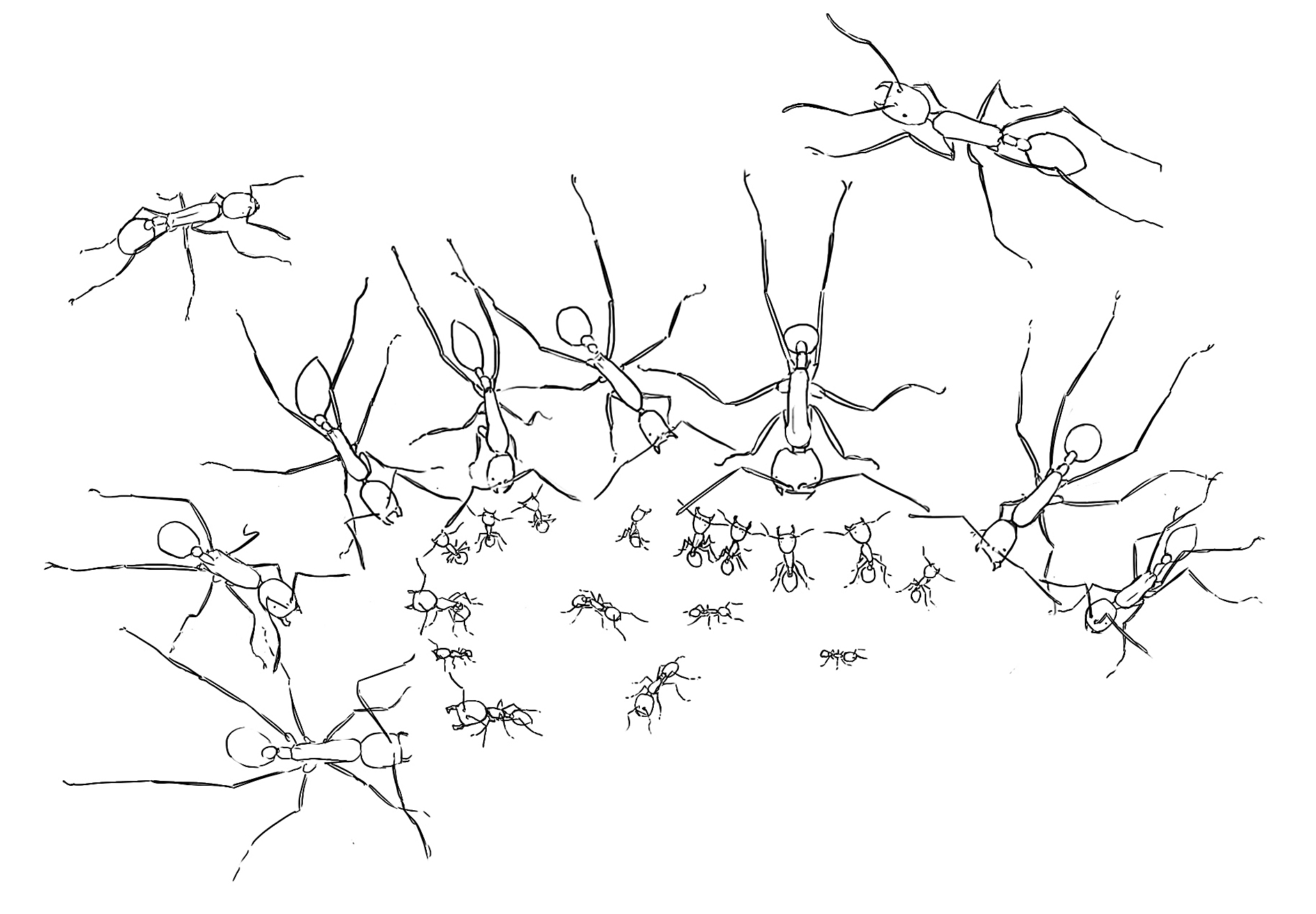 Self-organized walls between Neotropical army-ant colonies ...