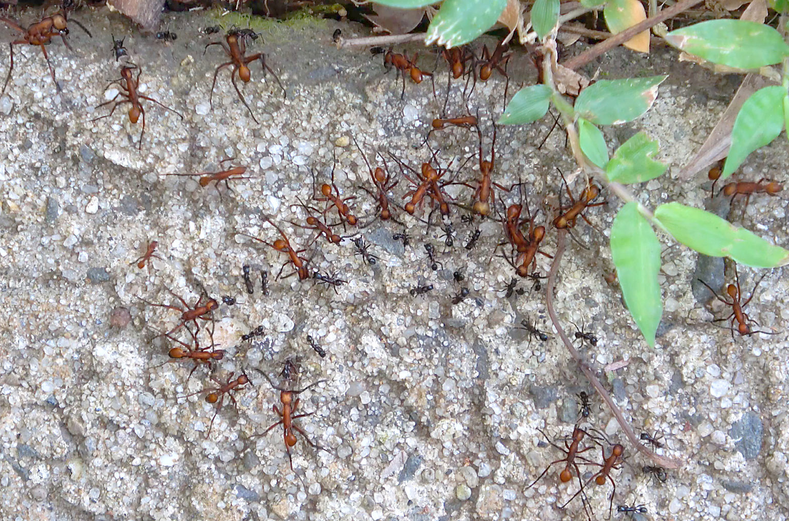 Self-organized walls between Neotropical army-ant colonies ...