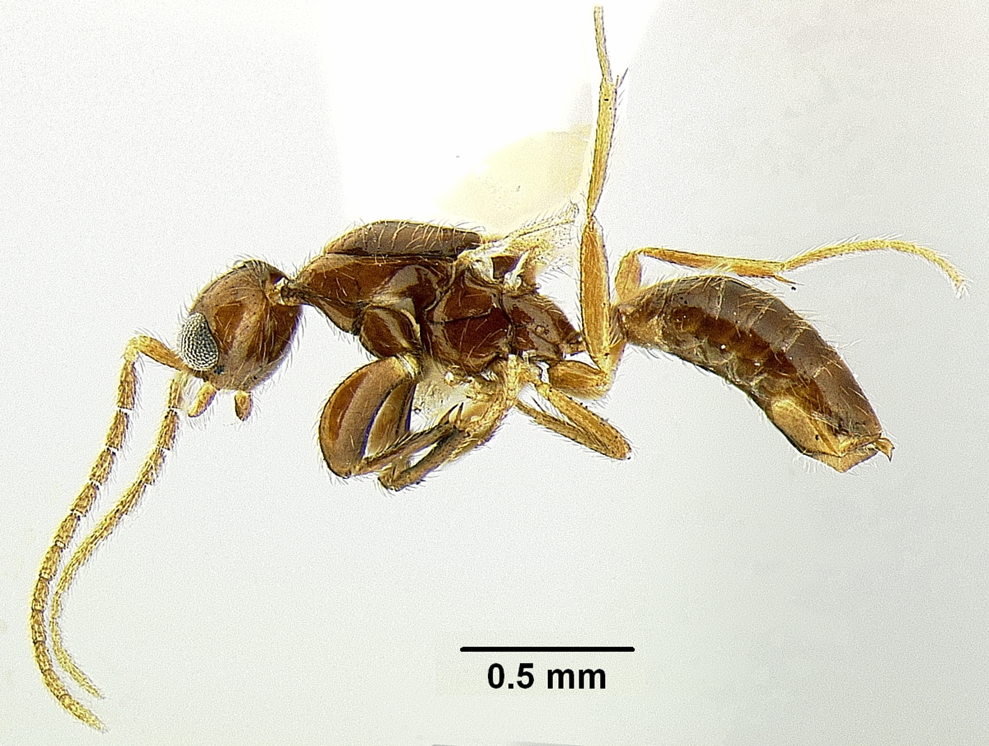 First description of male Protanilla (Leptanillinae: Anomalomyrmini ...
