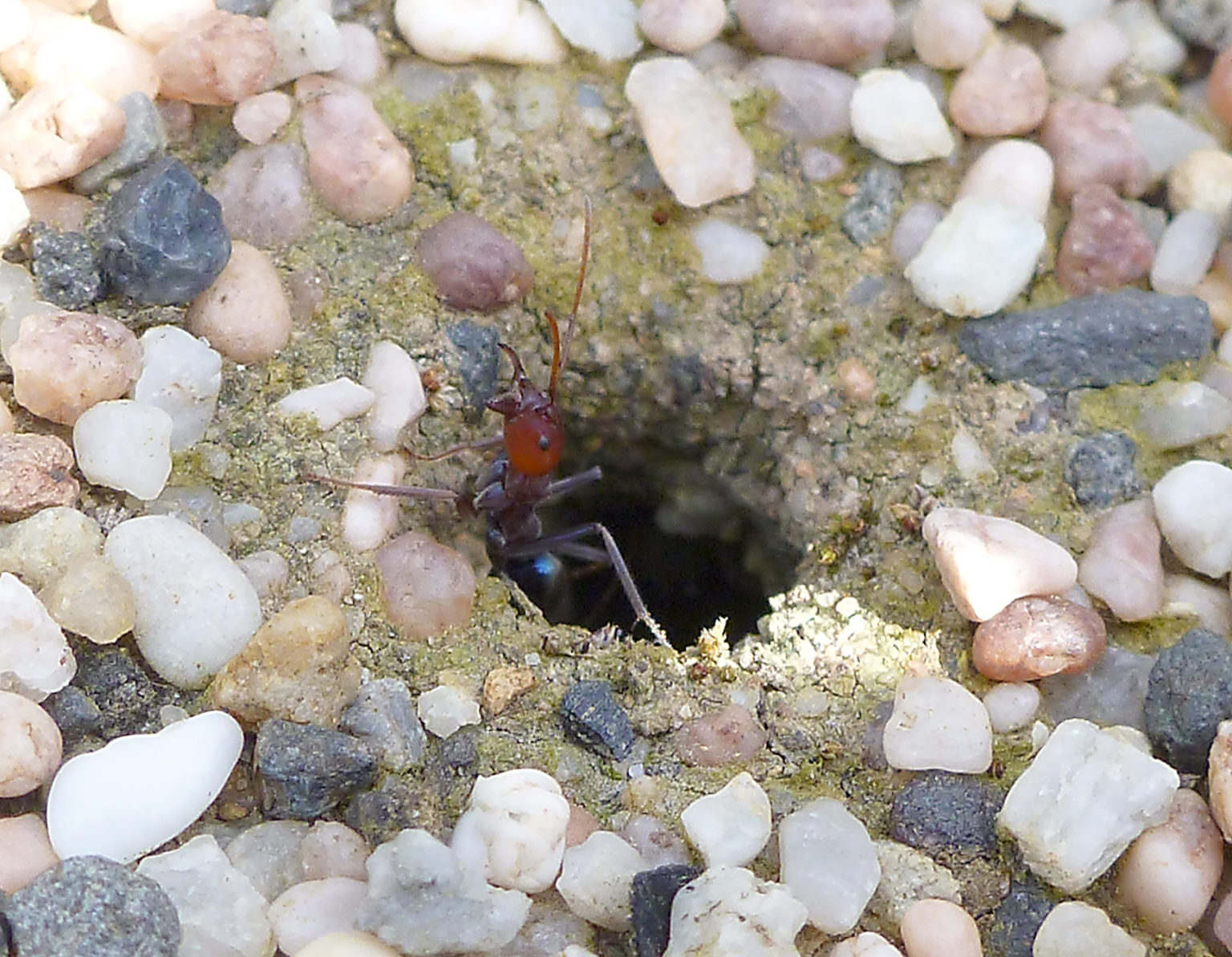 A cross-species test of the function of ant pilosity and sculpturing ...
