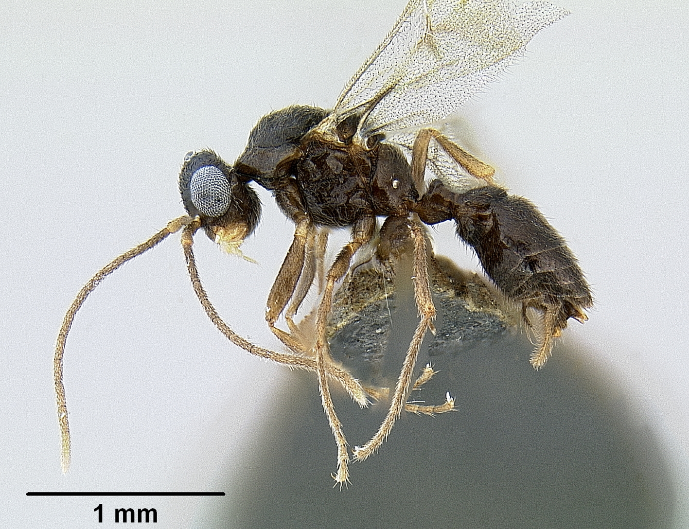 First description of male Protanilla (Leptanillinae: Anomalomyrmini ...