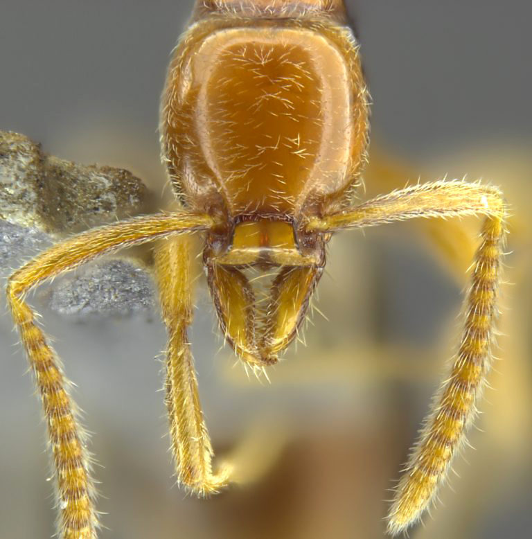 First description of male Protanilla (Leptanillinae: Anomalomyrmini ...