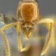 First description of male Protanilla (Leptanillinae: Anomalomyrmini ...