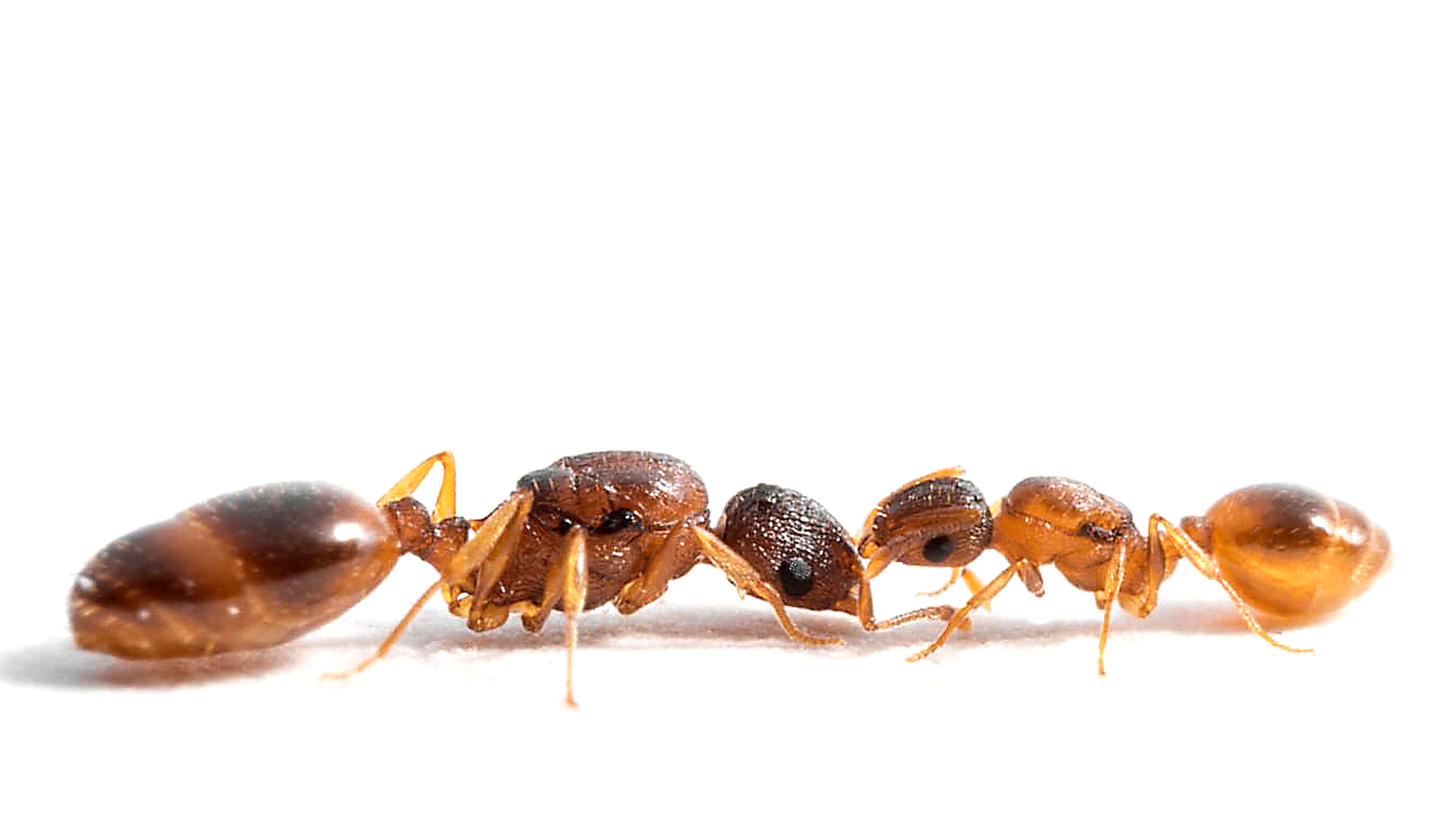Queen morph and reproductive strategies in Arizonian ants ...