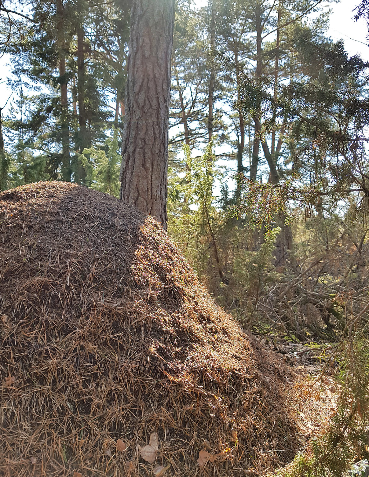 The mystery of mysteries as seen through the morphology of the mound ...