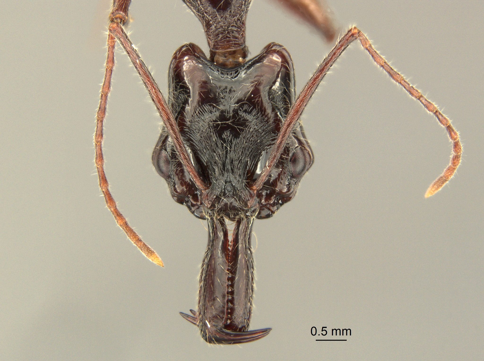 A global phylogenetic analysis of trap‐jaw ants, Anochetus and ...