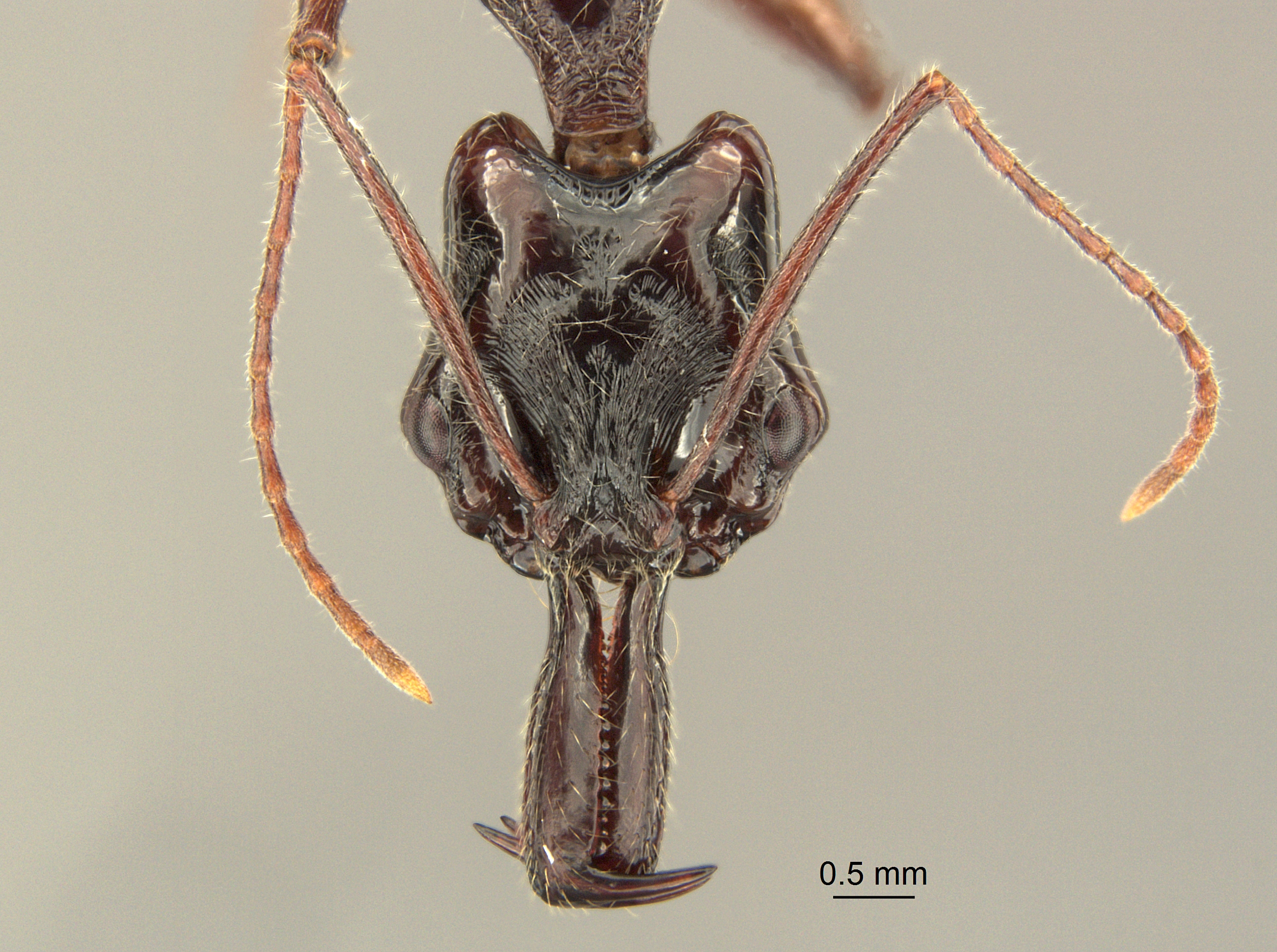 A global phylogenetic analysis of trap‐jaw ants, Anochetus and ...