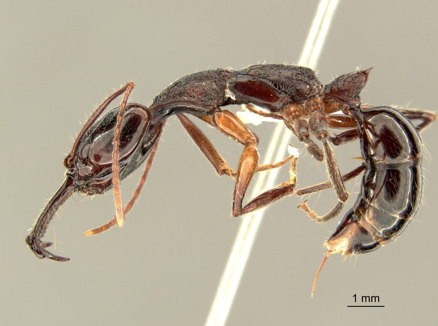 A global phylogenetic analysis of trap‐jaw ants, Anochetus and ...