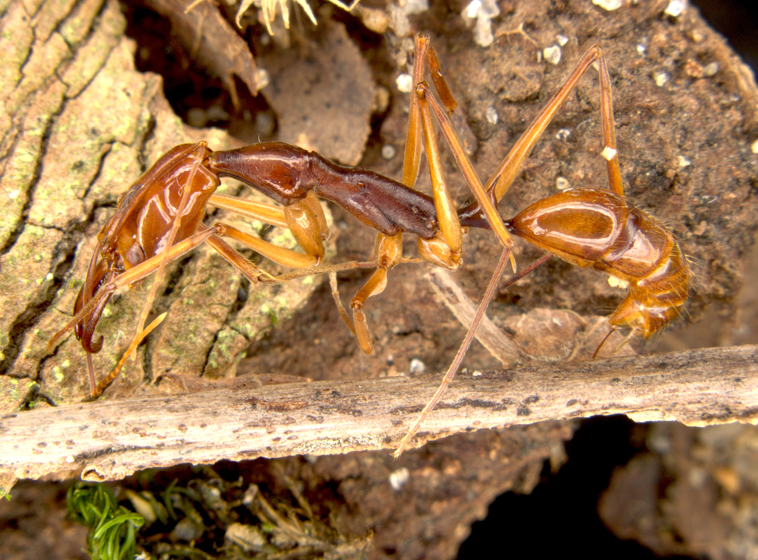 A global phylogenetic analysis of trap‐jaw ants, Anochetus and ...