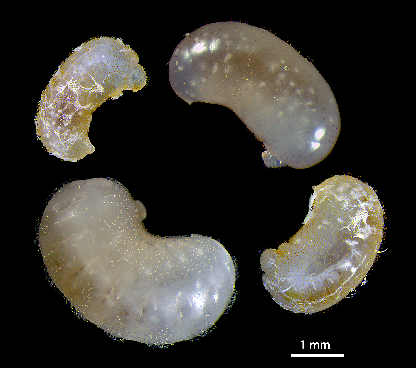 Hairs distinguish castes and sexes in larvae of a fungus-growing ant ...