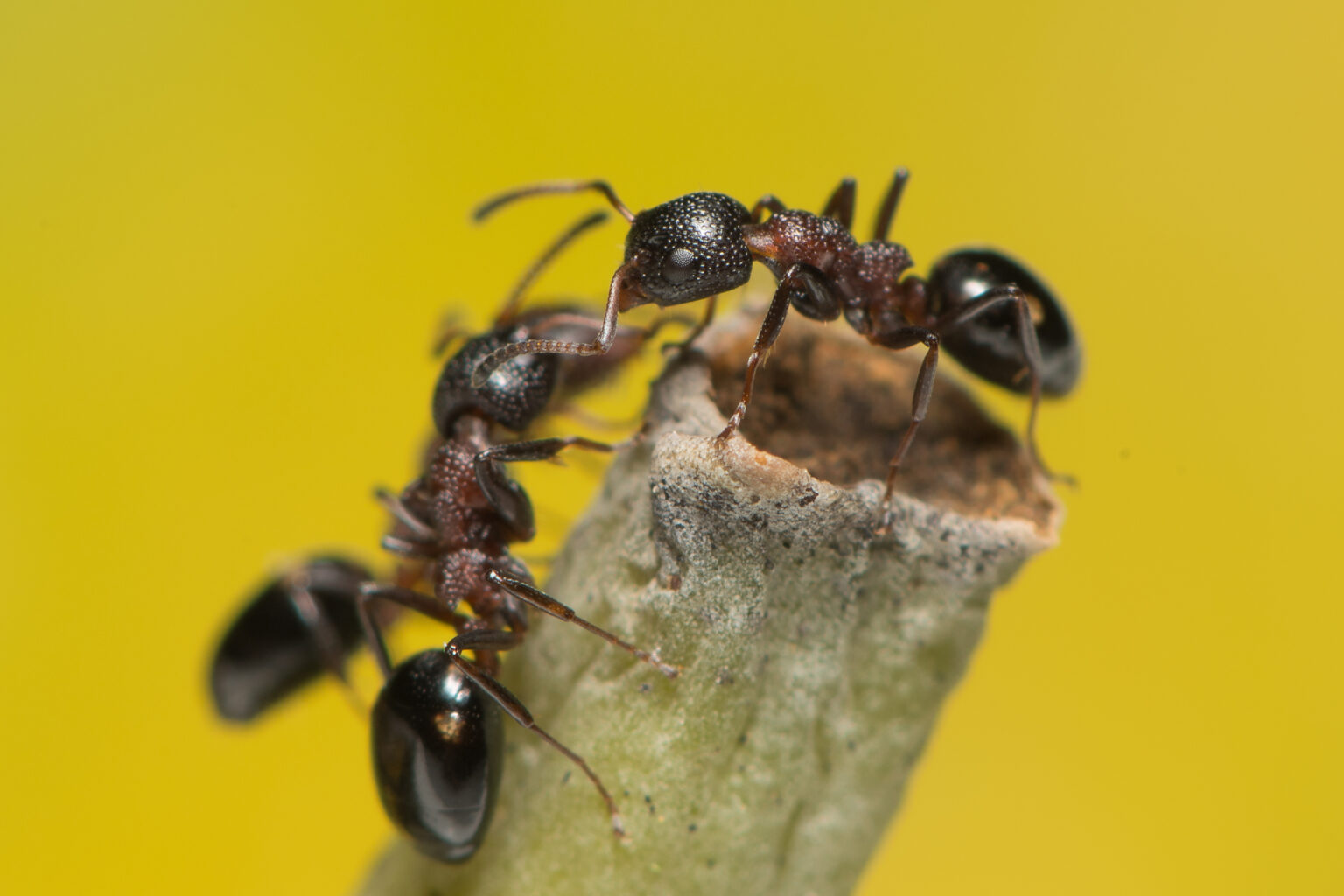 Swimming styles and abilities in arboreal ants – Myrmecological News Blog