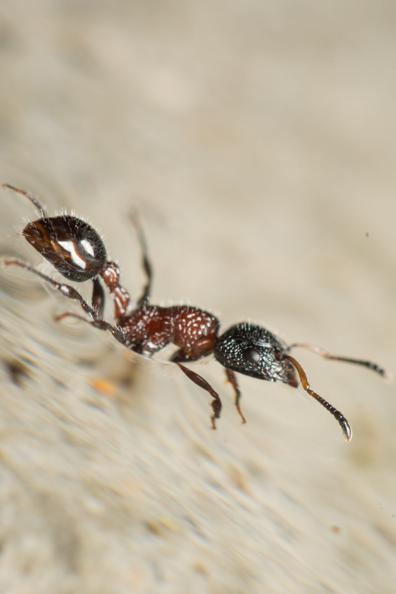 Swimming styles and abilities in arboreal ants – Myrmecological News Blog