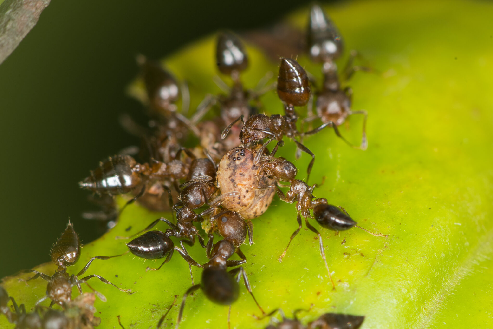 Swimming styles and abilities in arboreal ants – Myrmecological News Blog
