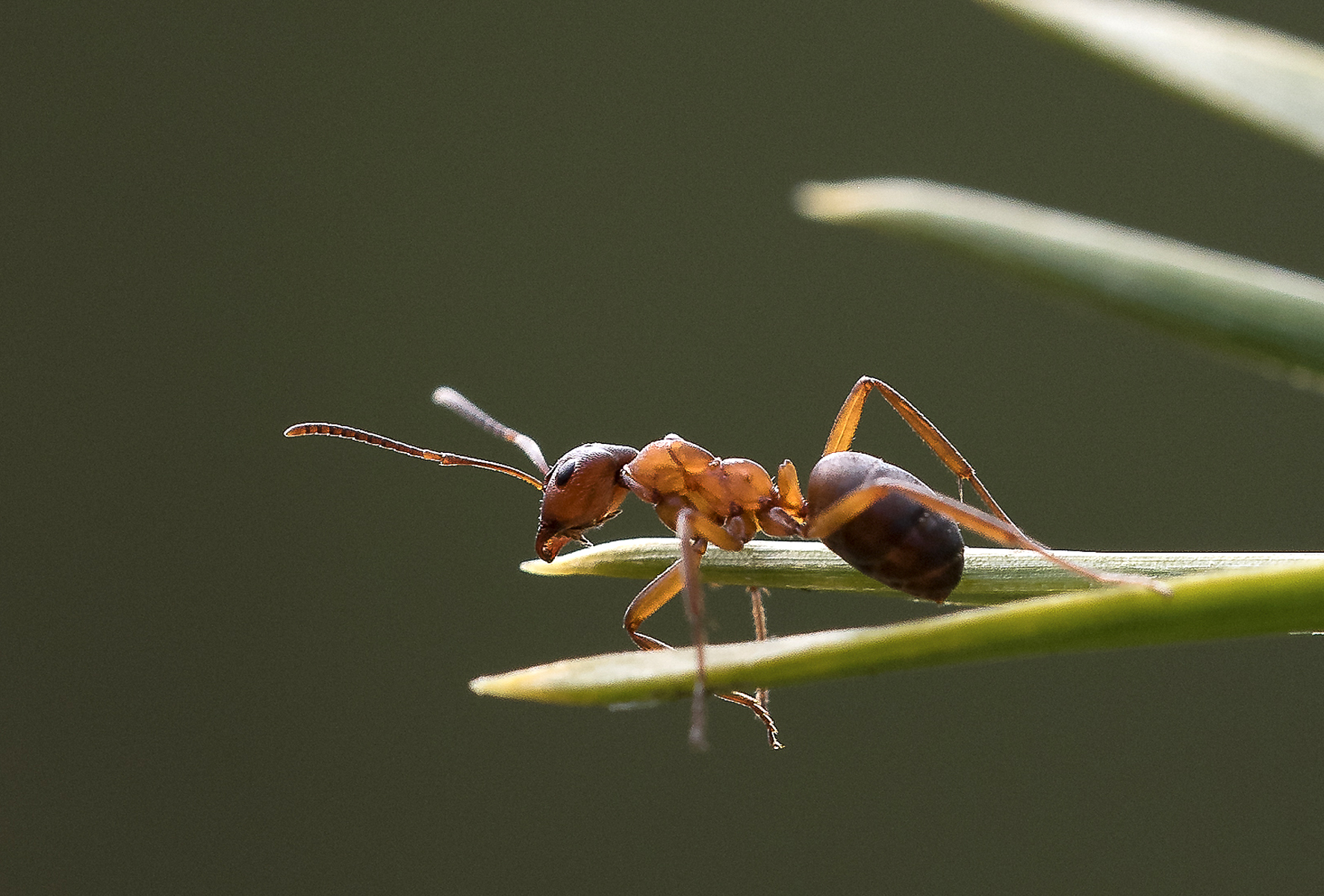 Insights gained over a 28-year study on the narrow head ant Formica ...