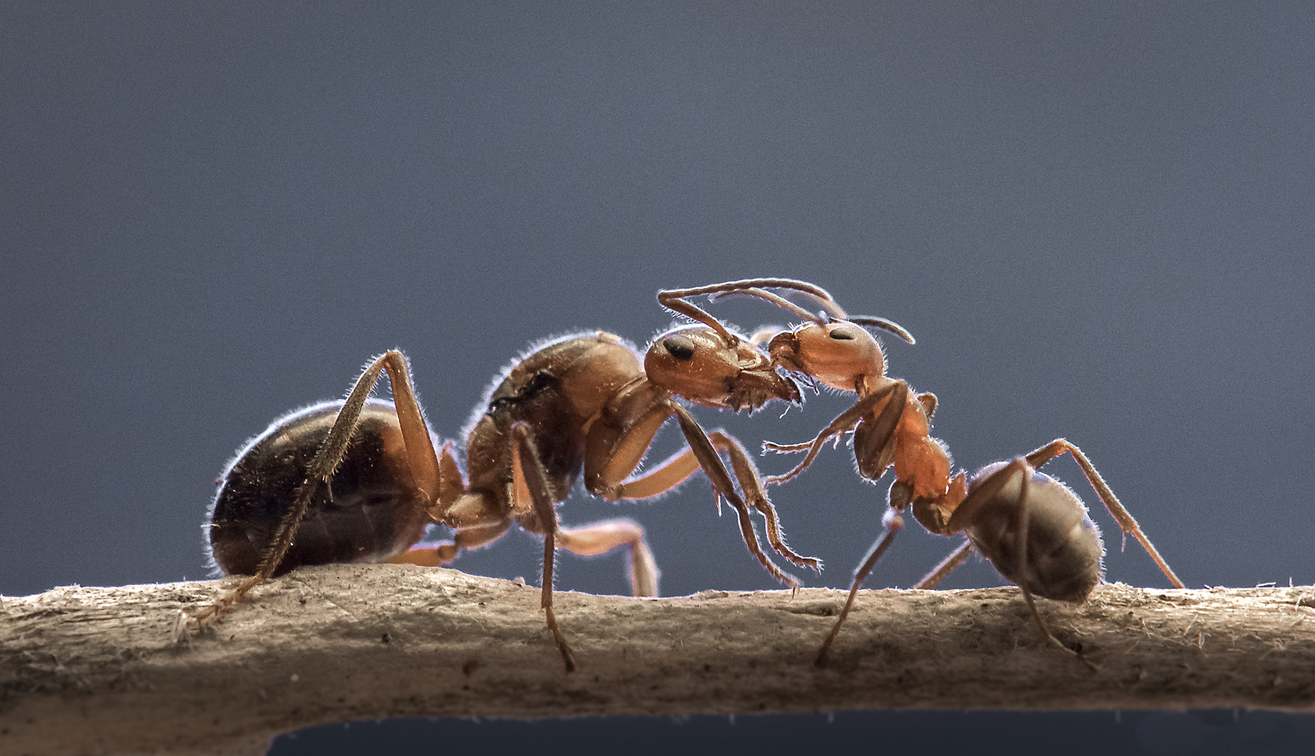 Insights gained over a 28-year study on the narrow head ant Formica ...