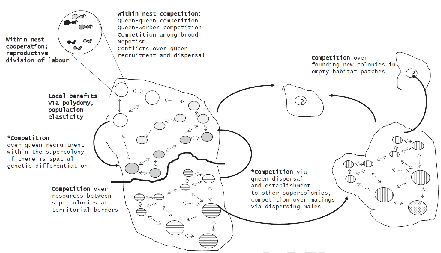 The evolutionary puzzle of supercolonies – Myrmecological News Blog