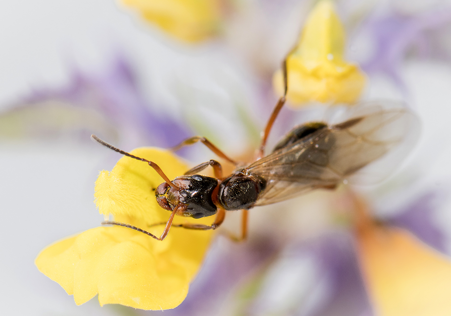 Insights gained over a 28-year study on the narrow head ant Formica ...