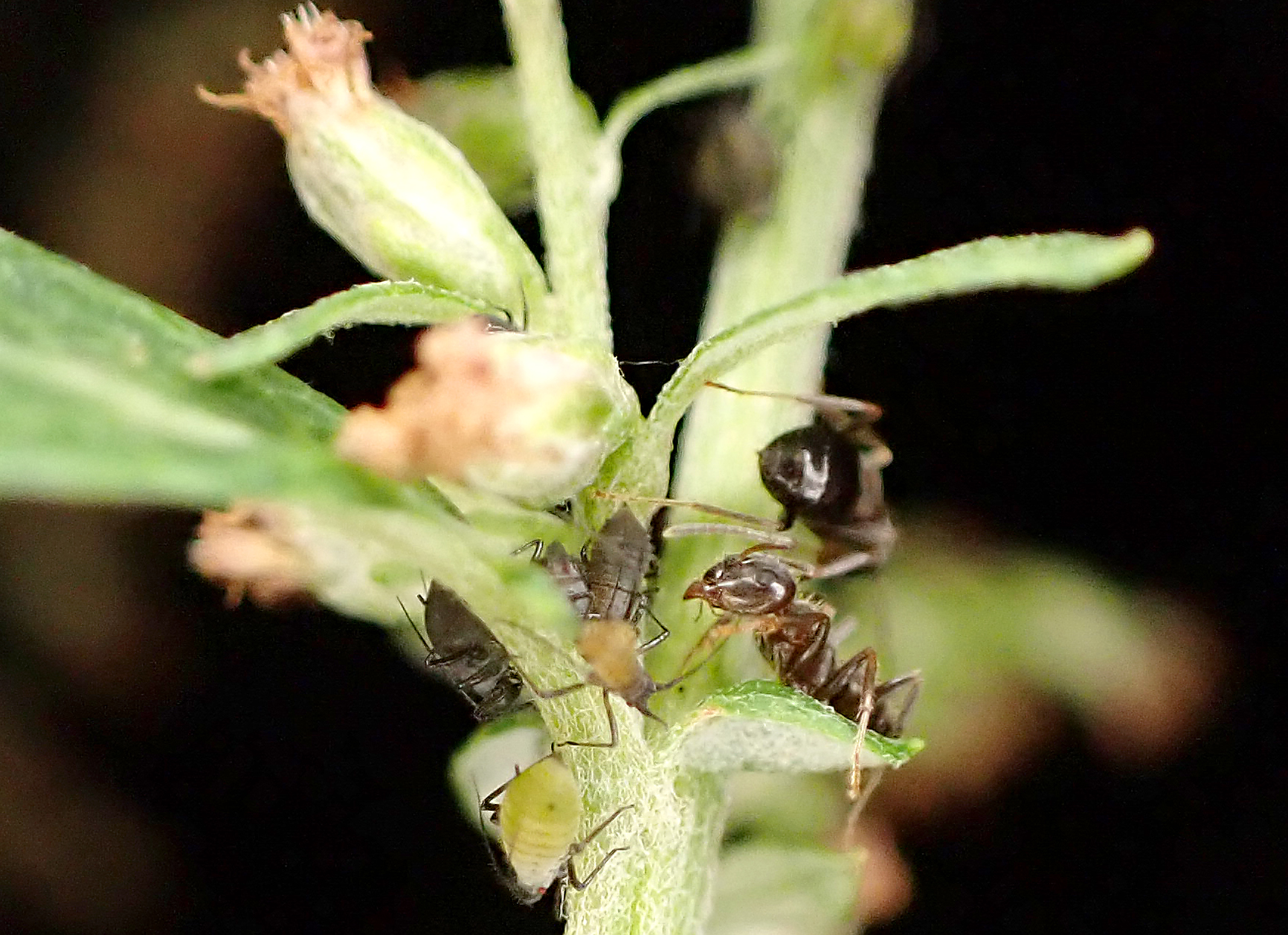 Symbiotic aphids manipulate the aggressive behavior of ants ...