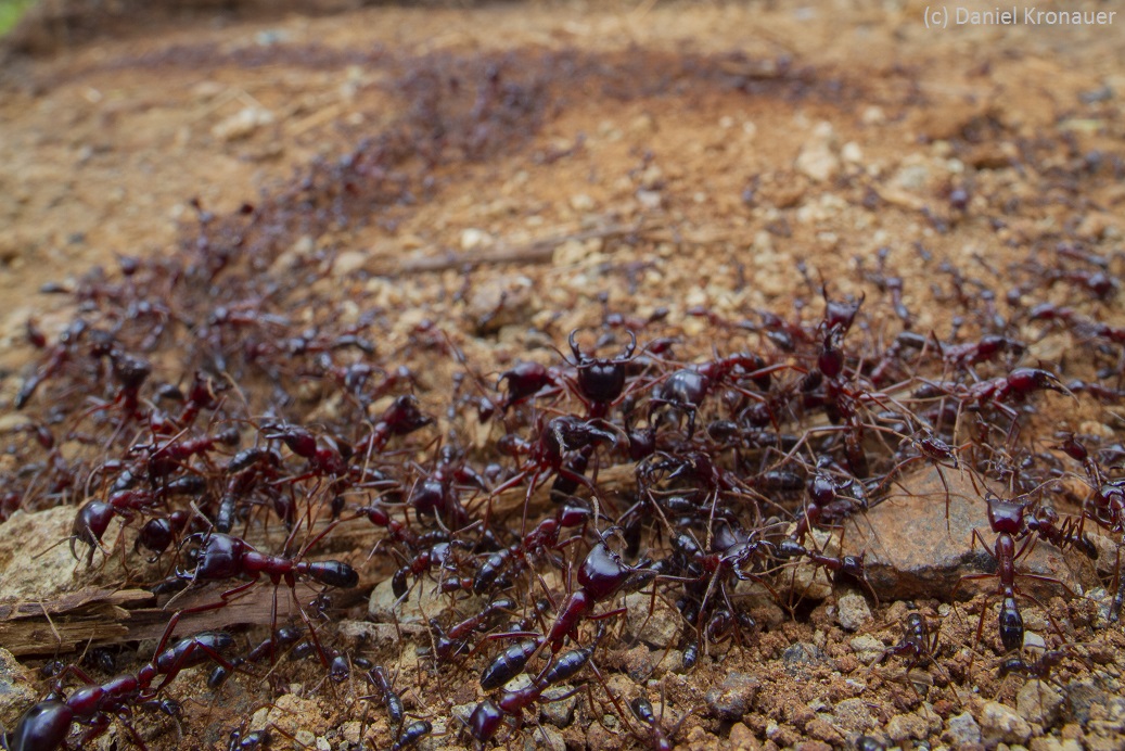 Male-worker but not male-queen morphological differences in the head of ...