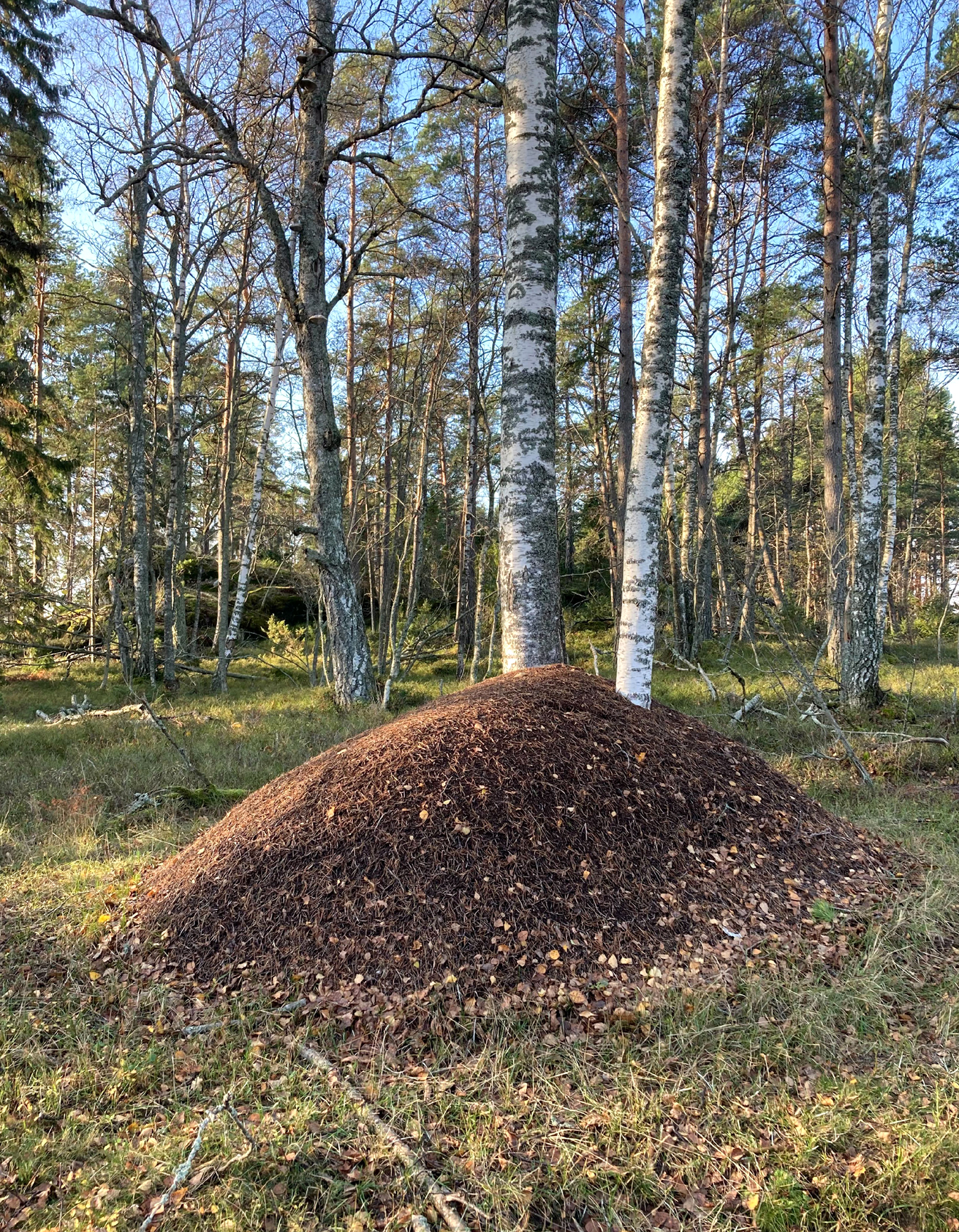 Old samples tell new stories – Myrmecological News Blog