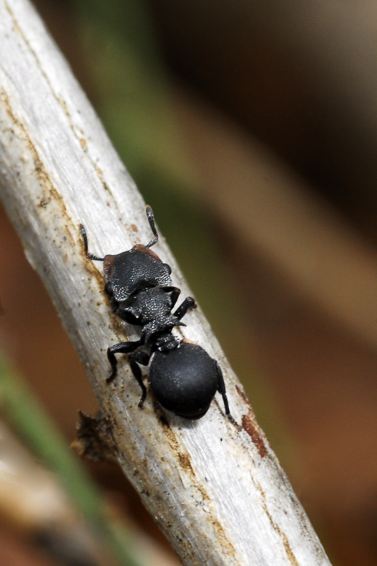 Ant biodiversity in central Brazil: Aspects of the habitat structure ...