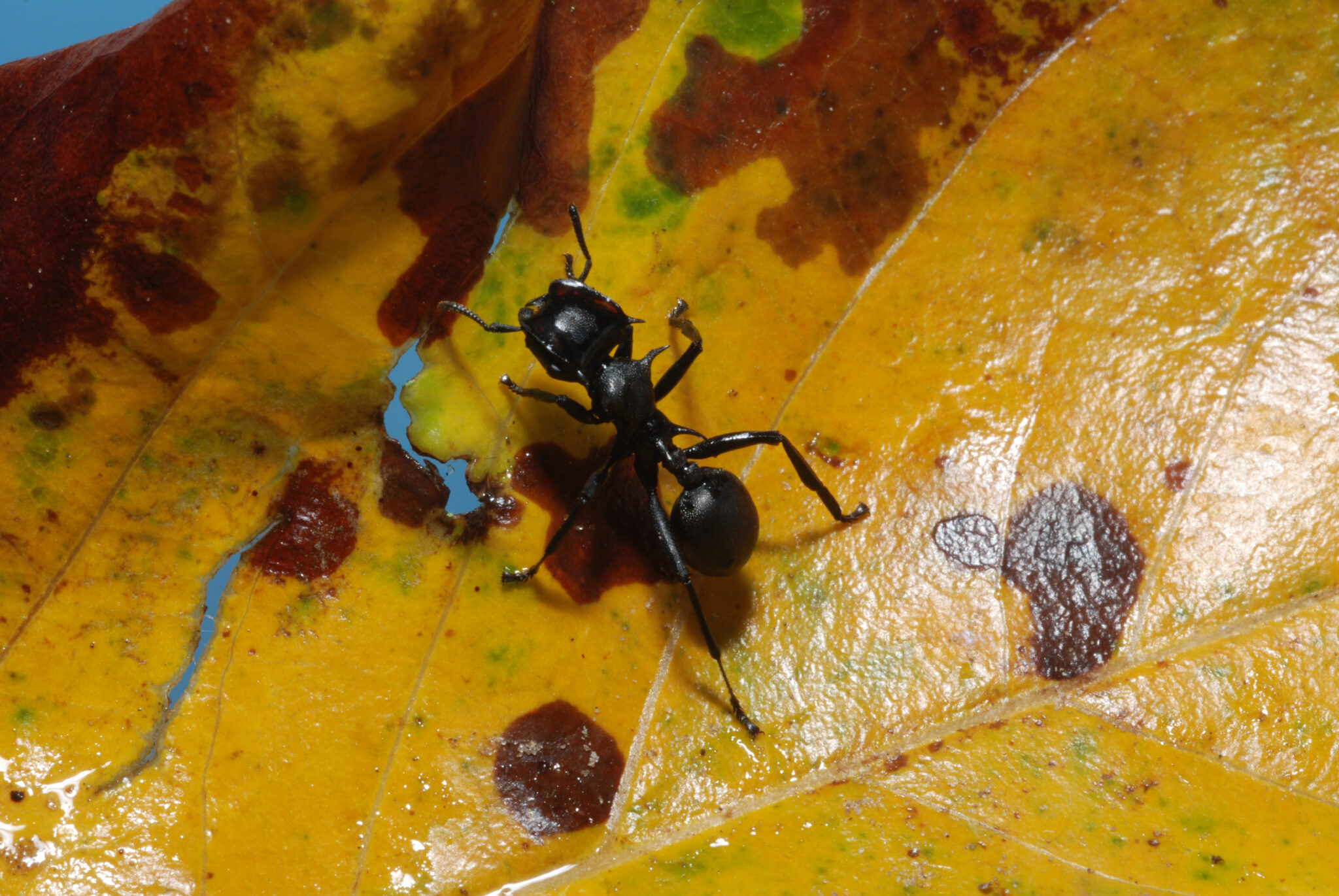 Ant biodiversity in central Brazil: Aspects of the habitat structure ...