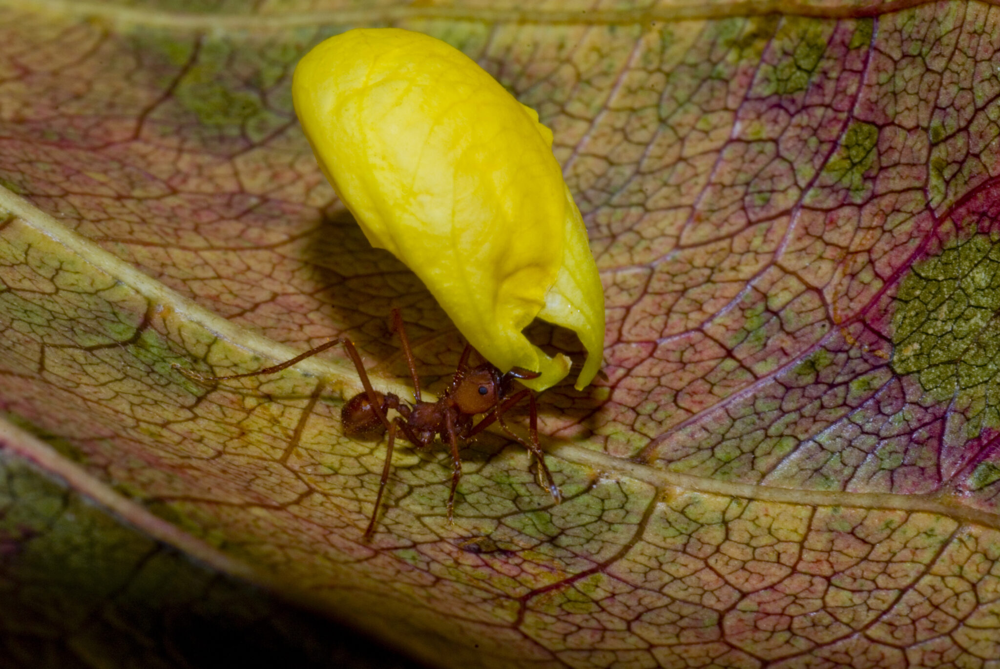 Ant biodiversity in central Brazil: Aspects of the habitat structure ...