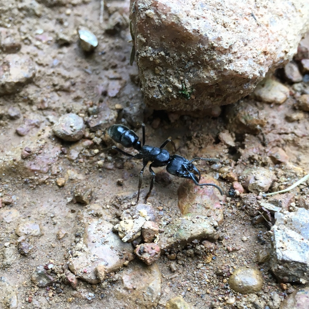 Different types of ants – Myrmecological News Blog