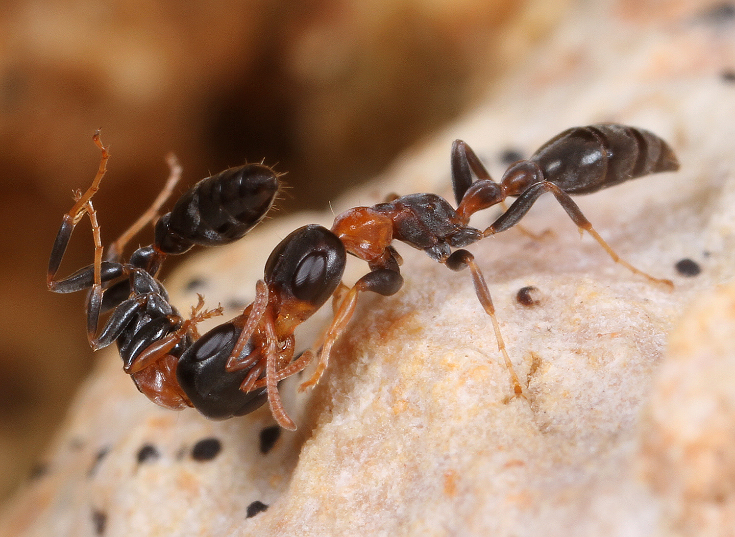 Different types of ants – Myrmecological News Blog