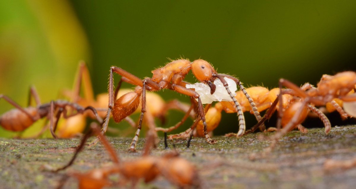 Different types of ants – Myrmecological News Blog