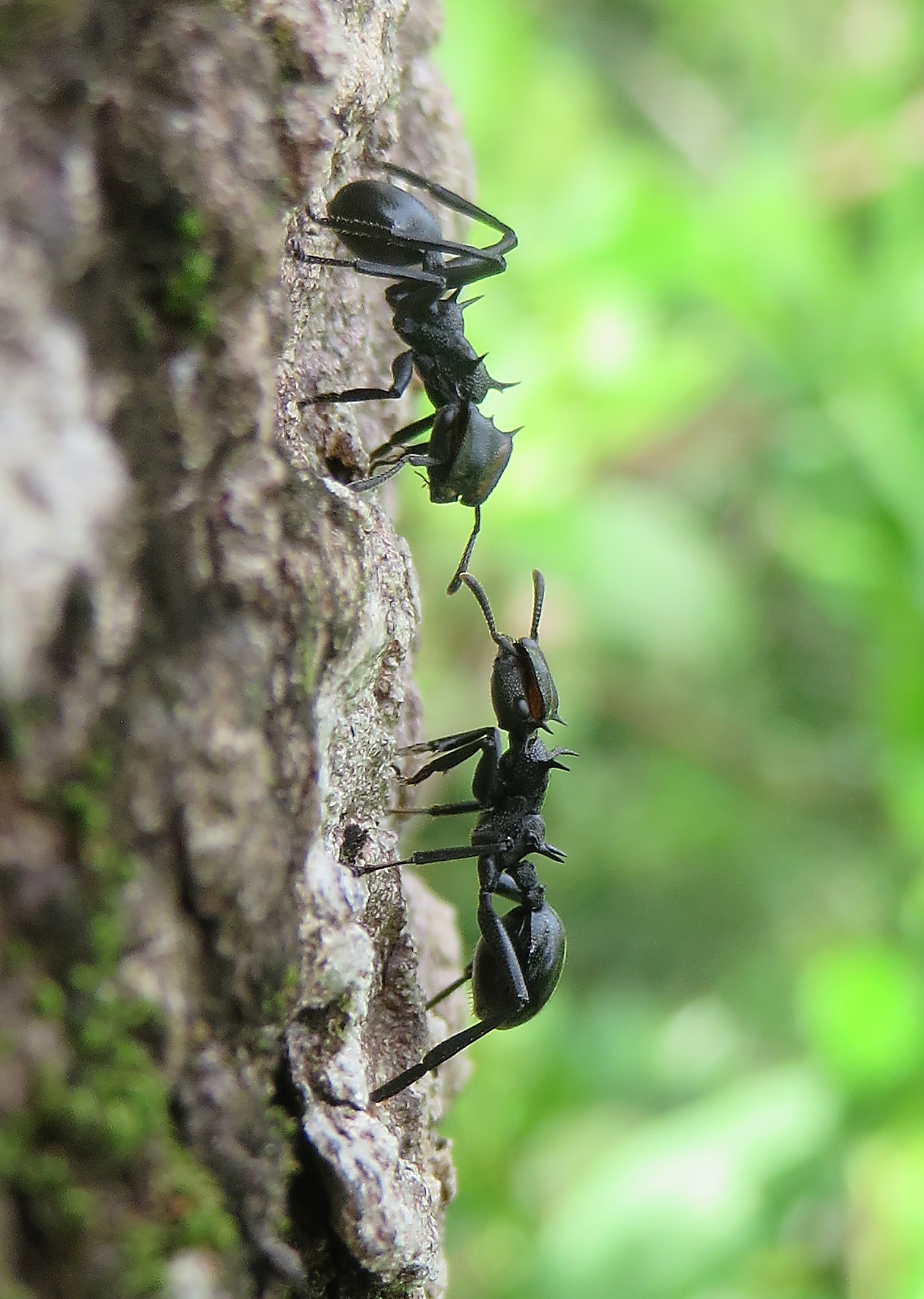 Stuck in a stick: How do twig-nesting ants avoid heat stress ...