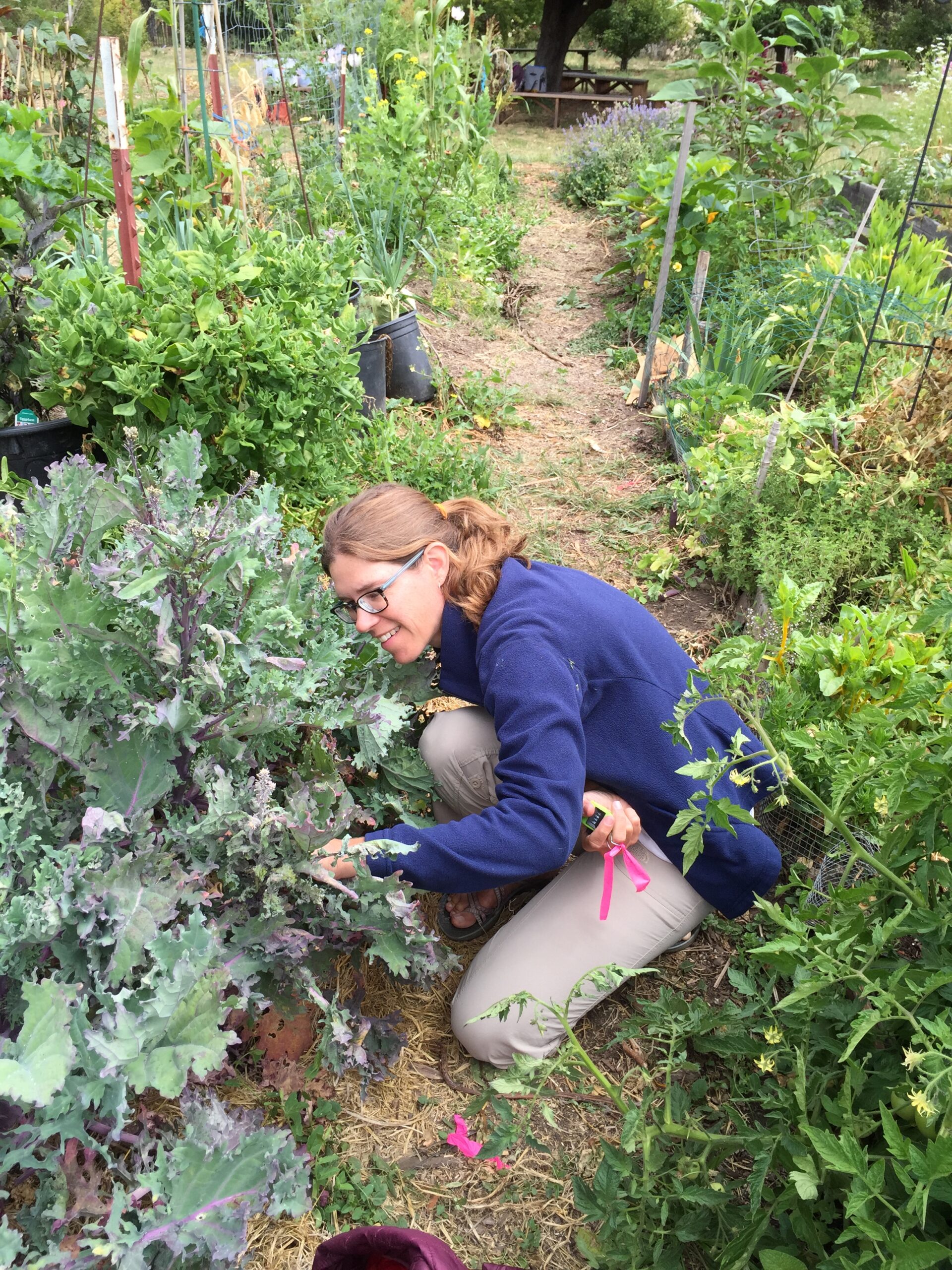 Ants in the city: Pest or ecosystem service provider? – Myrmecological ...