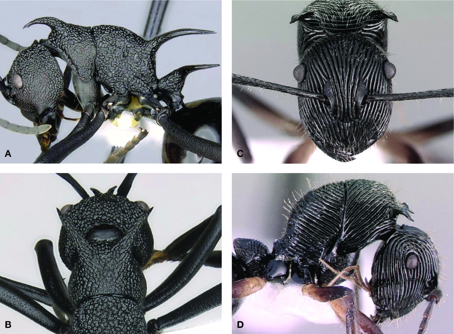 Ant cuticle microsculpturing – Myrmecological News Blog