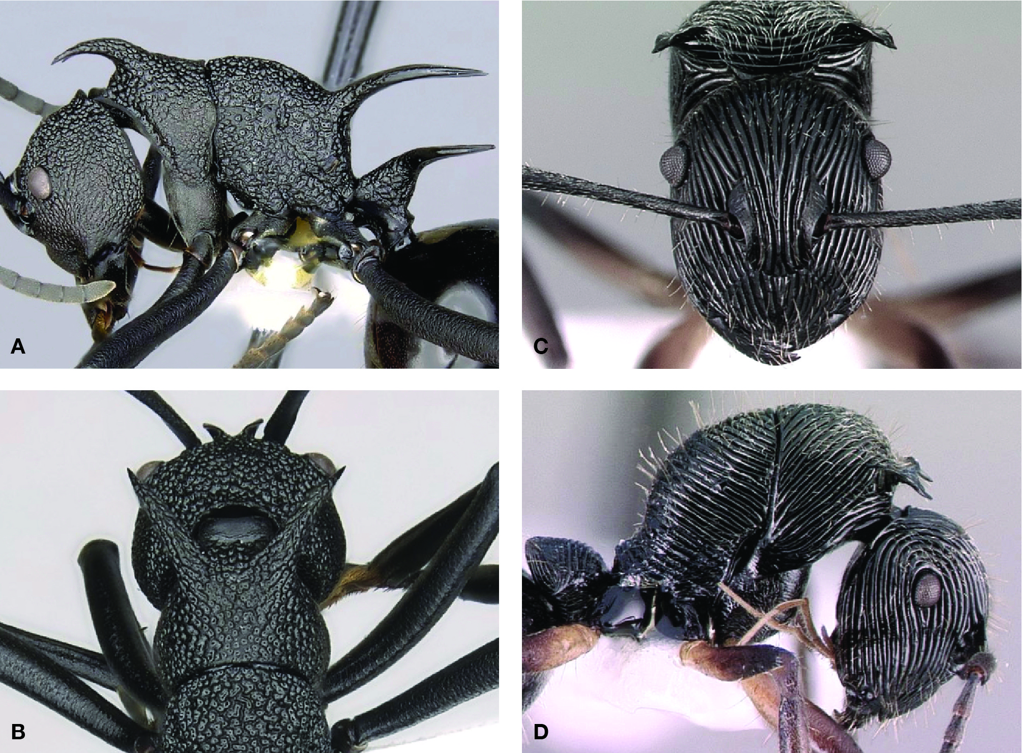 Ant cuticle microsculpturing – Myrmecological News Blog