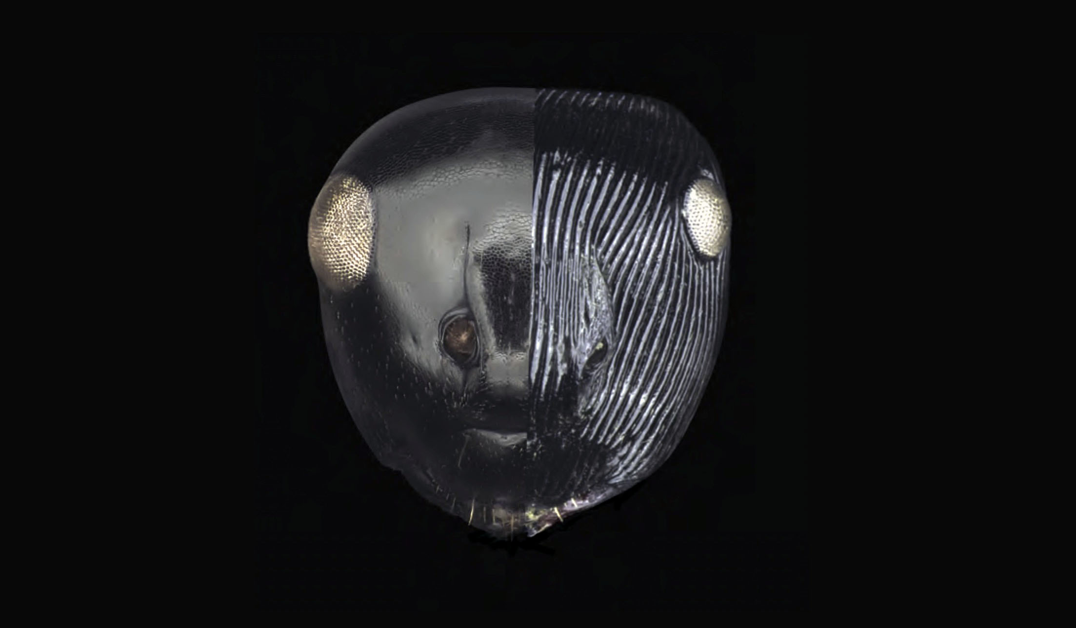 Ant cuticle microsculpturing – Myrmecological News Blog