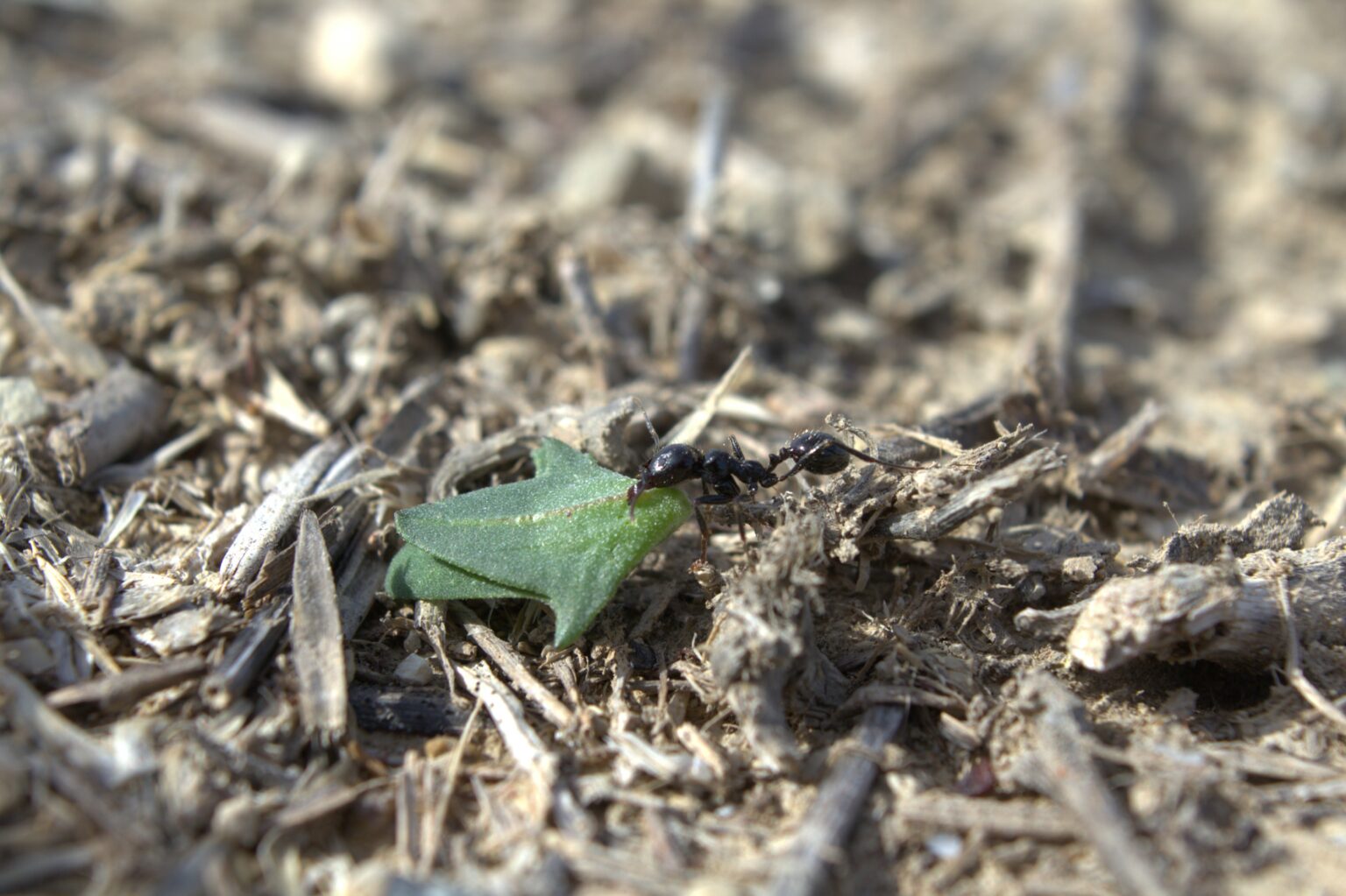 Thermal physiology, foraging pattern, and worker size interactions in ...