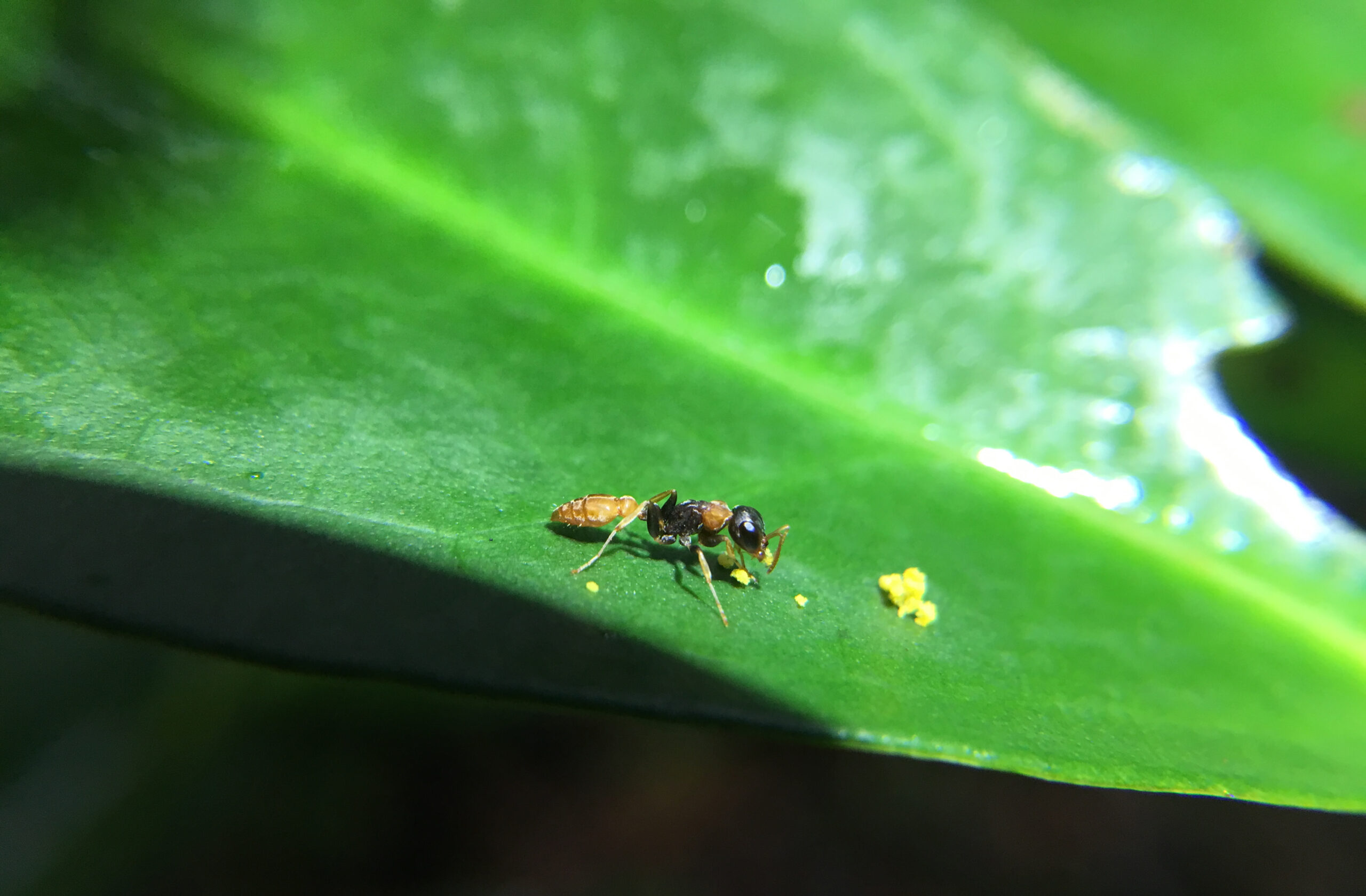 Visual and olfactory cues in the homing behaviour of Pseudomyrmex ...