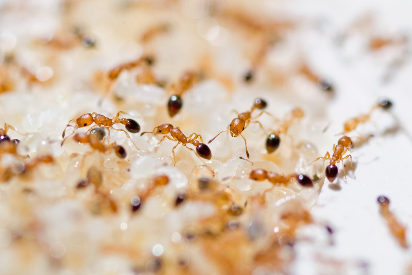 Exploring intraspecific aggression in an invasive population of ...