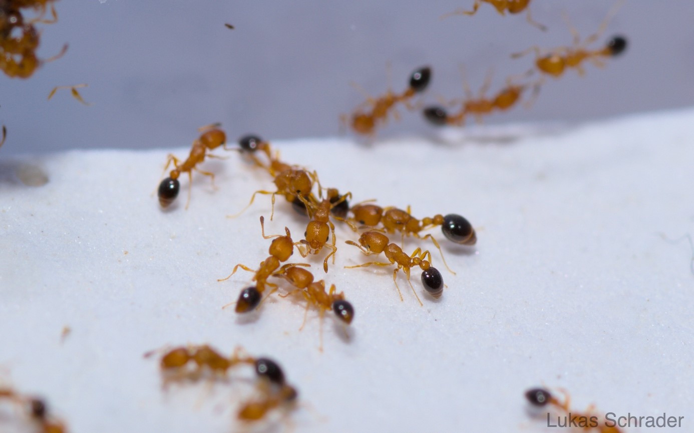 Exploring intraspecific aggression in an invasive population of ...