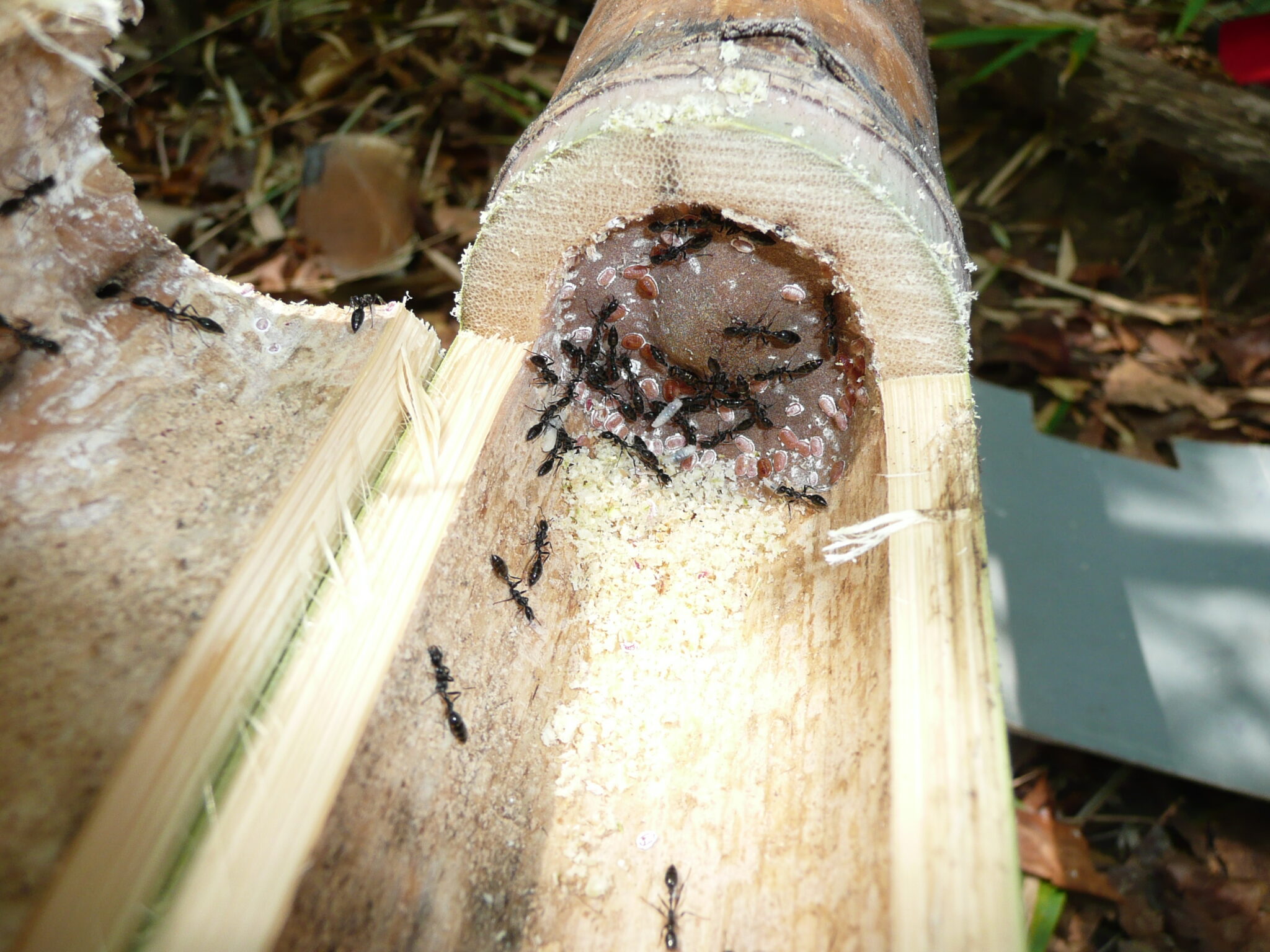 Preventing nest flooding with bamboo sap – Myrmecological News Blog