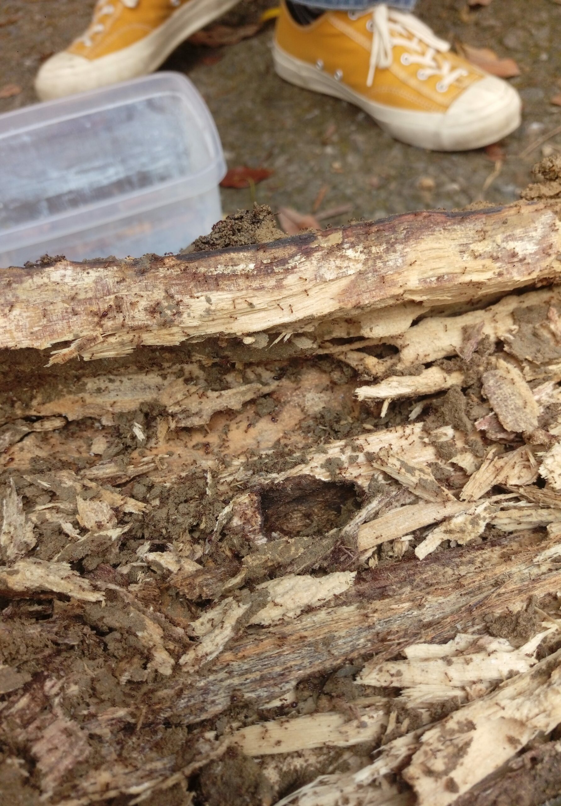 Adaptation of African big-headed ants to urban environments: Insights ...