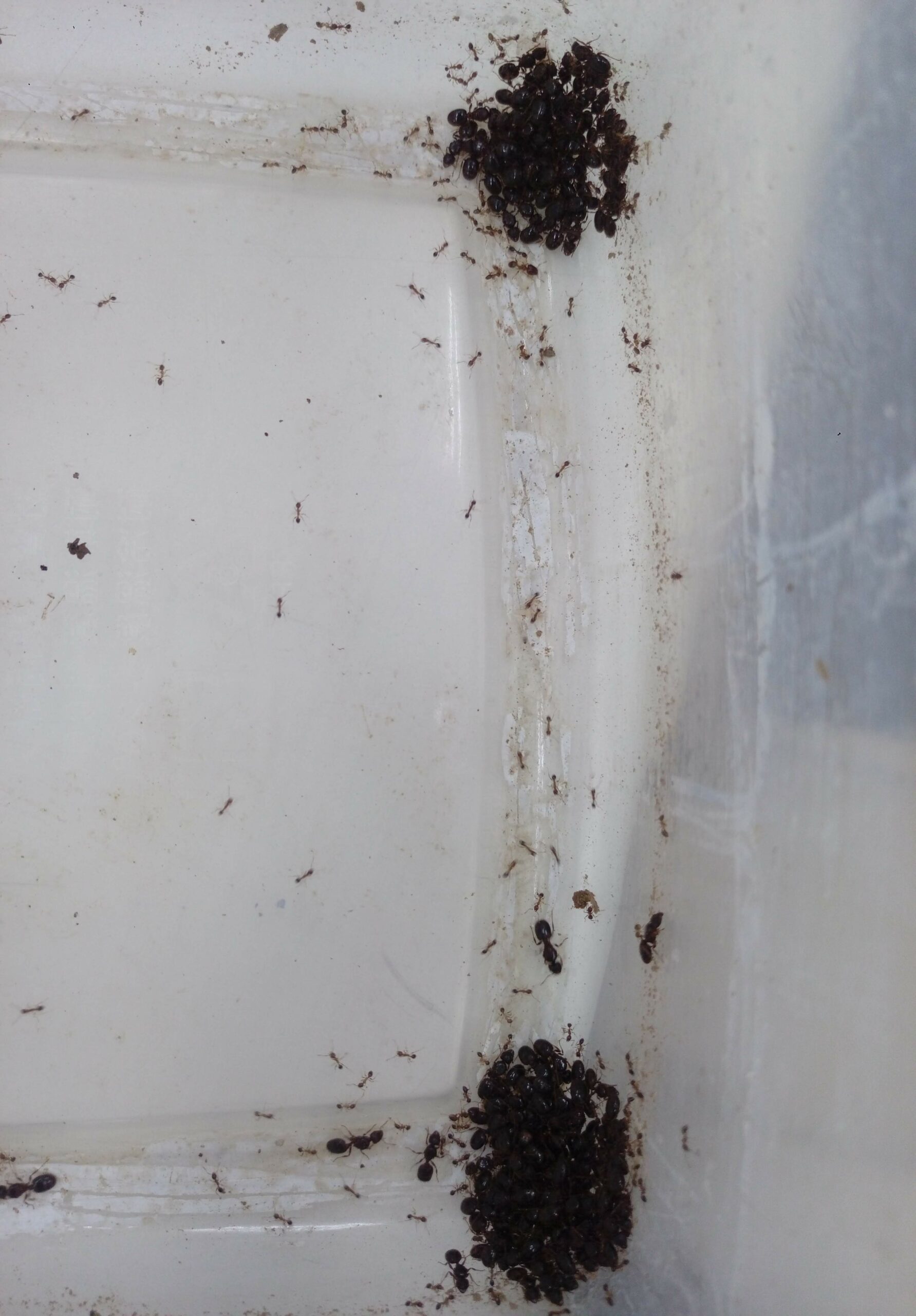 Adaptation of African big-headed ants to urban environments: Insights ...