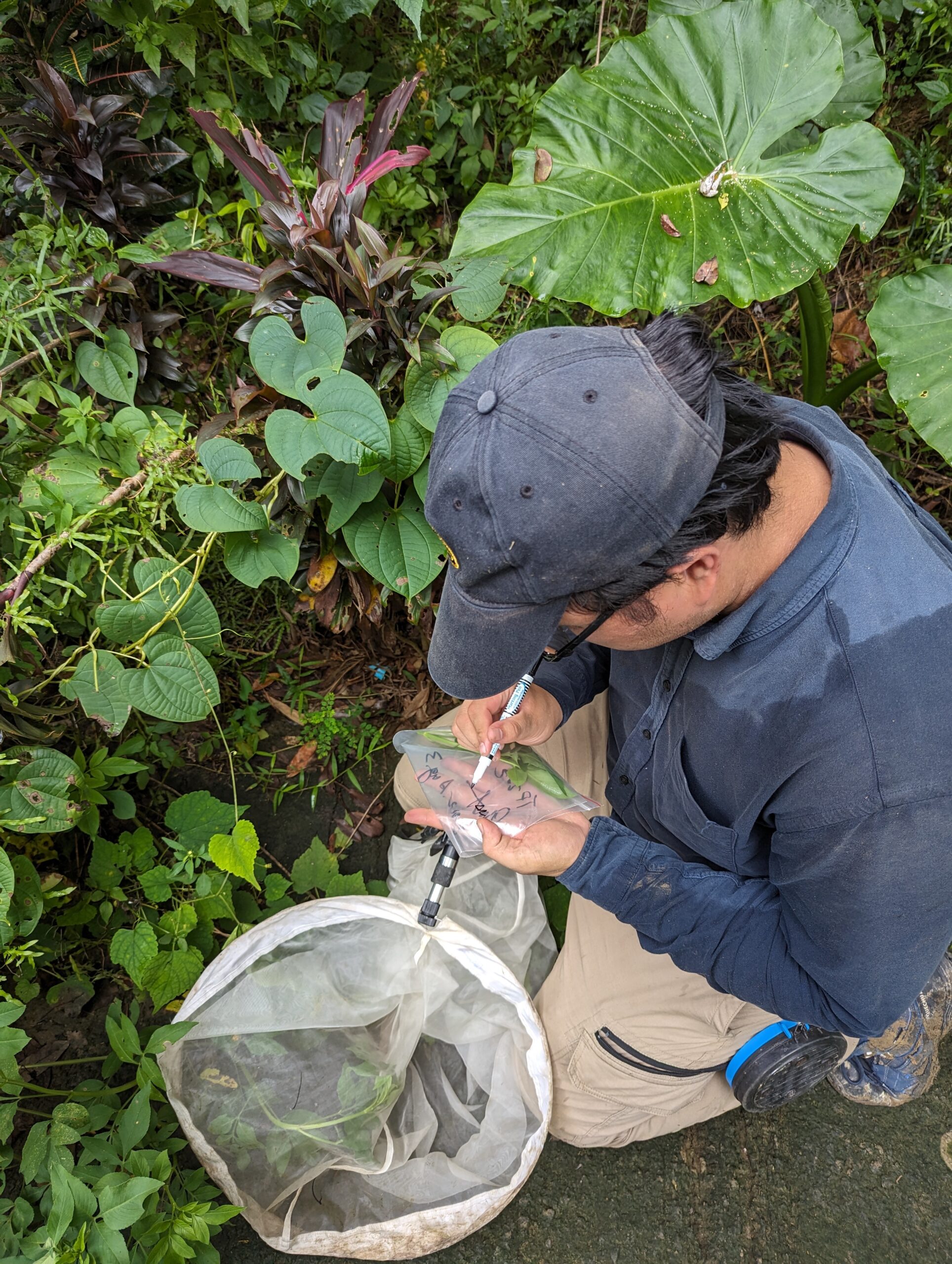 Adaptation of African big-headed ants to urban environments: Insights ...