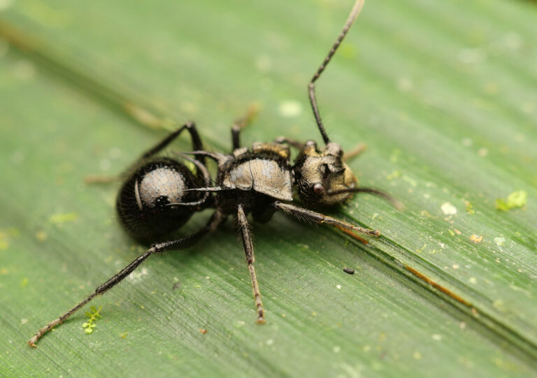 The astonishing ant diversity of Papua New Guinea – Myrmecological News ...