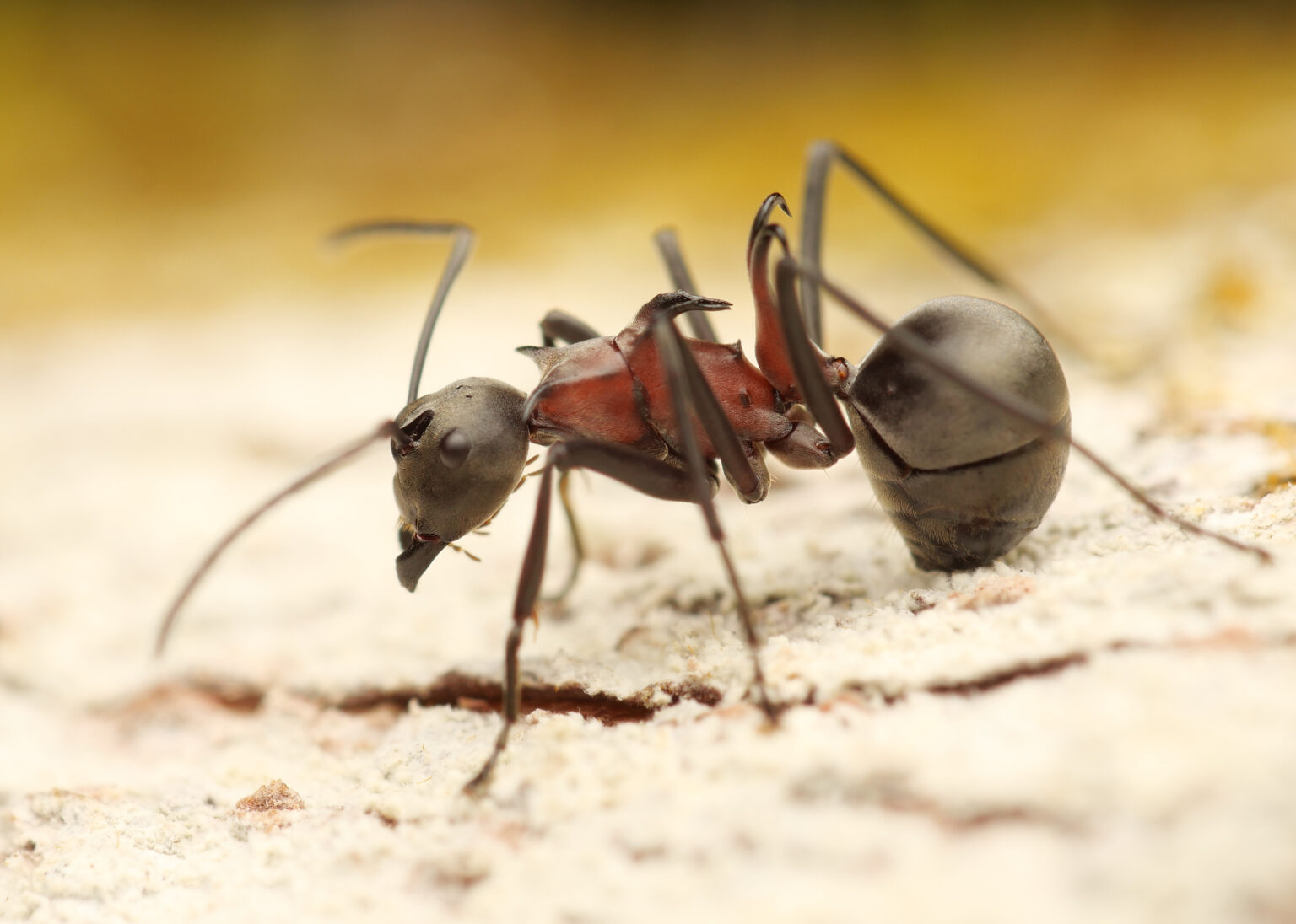 The astonishing ant diversity of Papua New Guinea – Myrmecological News ...