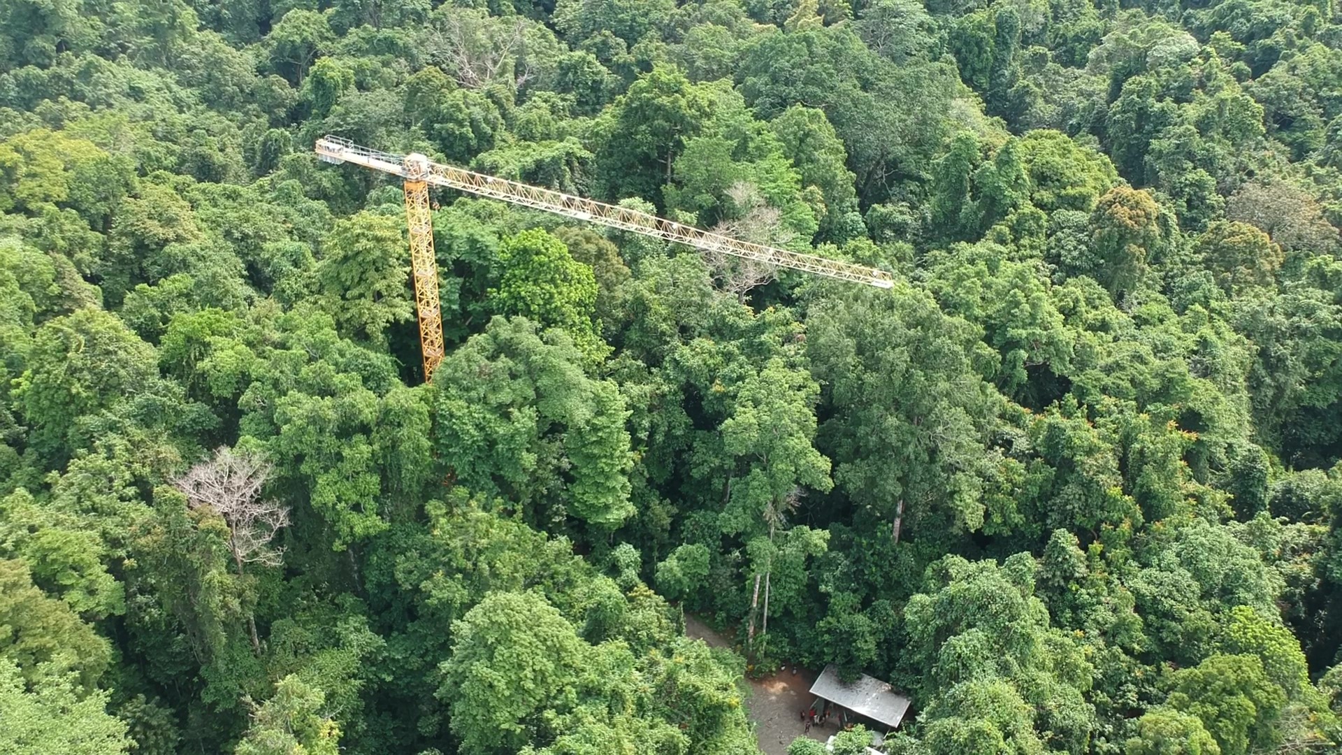 The astonishing ant diversity of Papua New Guinea – Myrmecological News ...