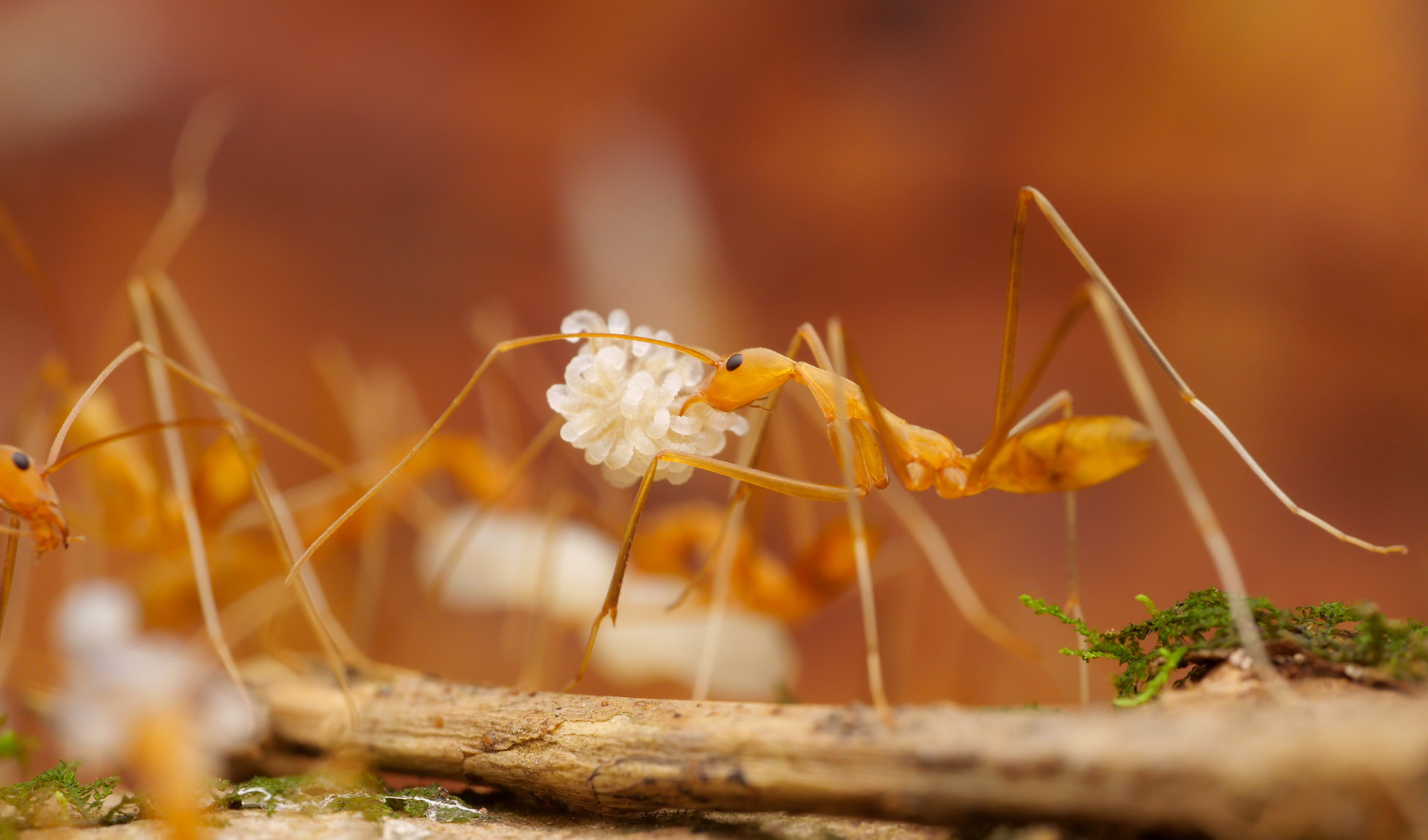 The astonishing ant diversity of Papua New Guinea – Myrmecological News ...