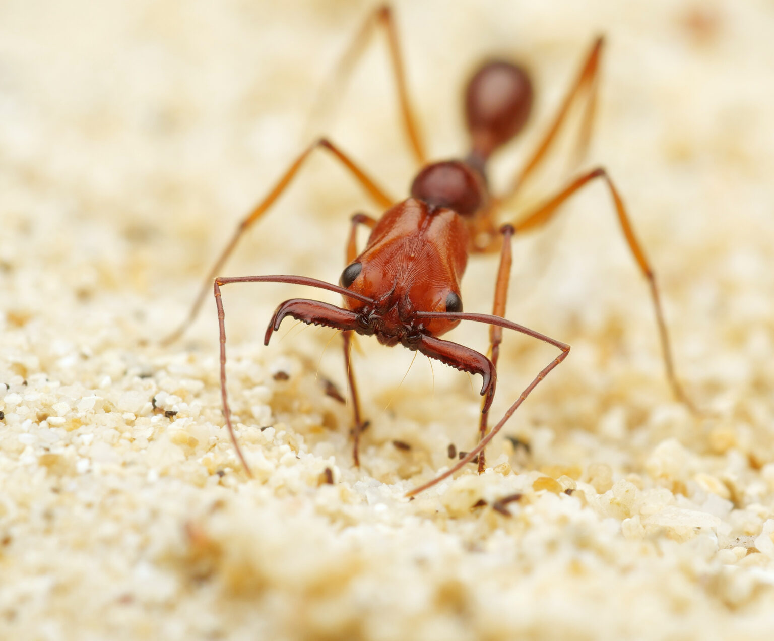 The astonishing ant diversity of Papua New Guinea – Myrmecological News ...
