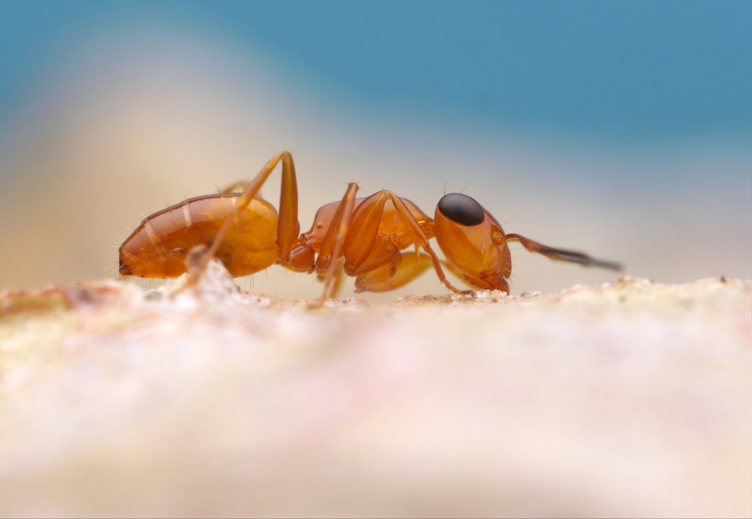 The astonishing ant diversity of Papua New Guinea – Myrmecological News ...